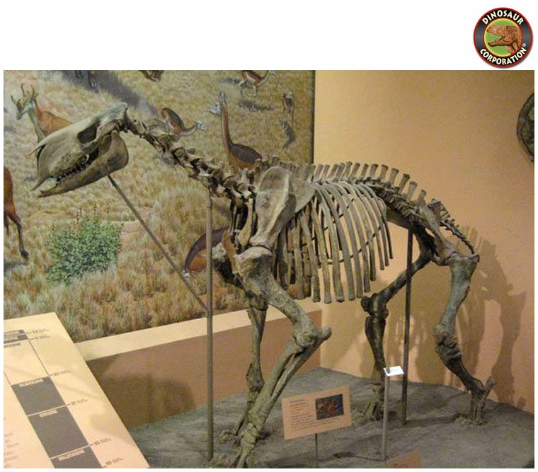 Chalicothere Moropus elatus Disarticulated Skeleton For Sale | Dinosaur ...