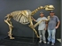 Chalicothere Skeleton For Sale | Dinosaur Corporation