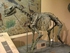 Chalicothere Moropus elatus Disarticulated Skeleton For Sale | Dinosaur ...