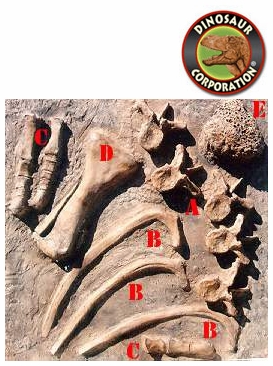 Chasmosaurus Dinosaur Fossils Dig Panel | Bones Teeth Claws Skeleton