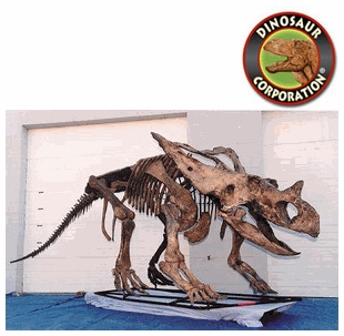 Chasmosaurus belli Skeleton For Sale | Dinosaur Corporation
