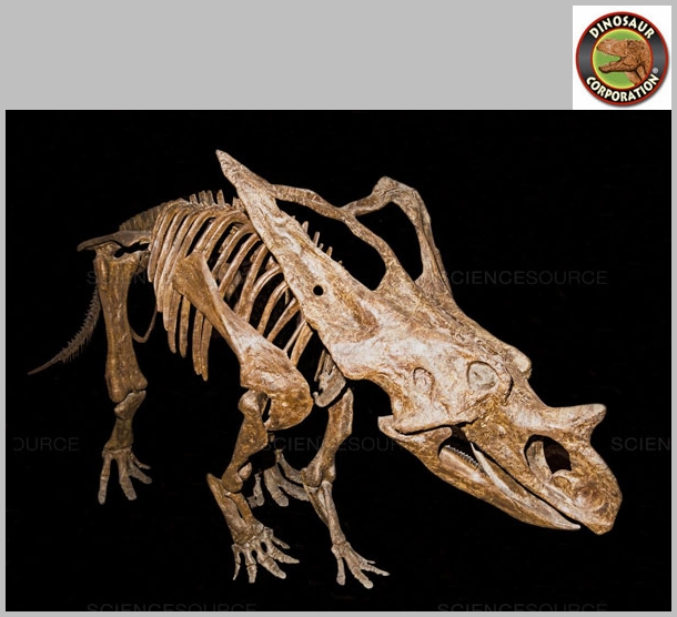 Chasmosaurus belli Skeleton For Sale | Dinosaur Corporation