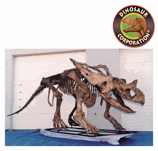 Chasmosaurus belli Skeleton DISARTICULATED For Sale | Dinosaur Corporation