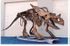 Chasmosaurus belli Skeleton DISARTICULATED For Sale | Dinosaur Corporation