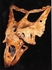 Chasmosaurus belli Skull For Sale | Fossil Replica | Dinosaur Corporation