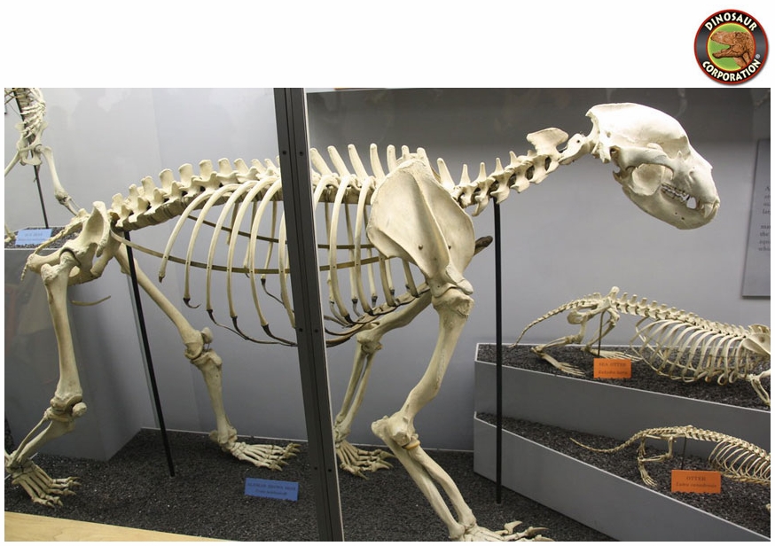 Cheetah Skeleton Female