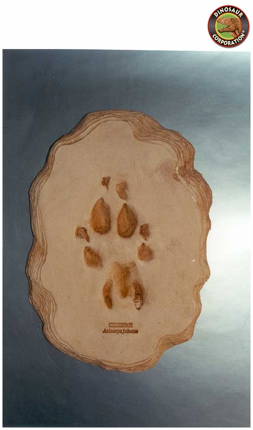 Cheetah Footprint | Dinosaur Corporation
