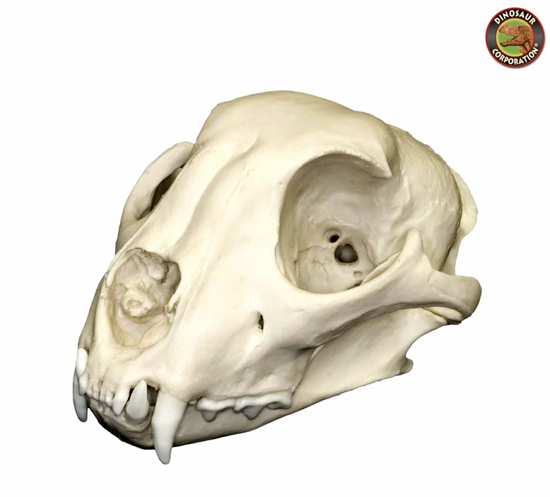 Cheetah Skull | Male