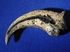Chirostenotes Claw | Dinosaur Corporation