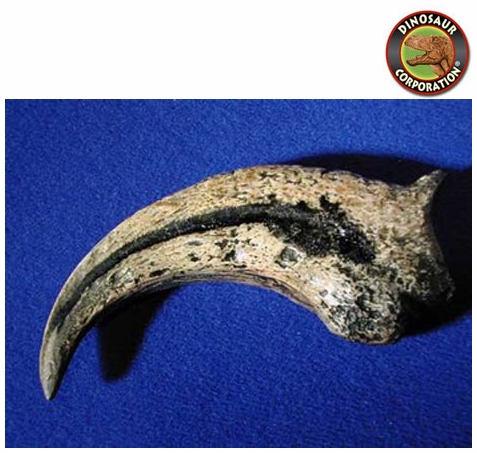 Deinonychus Claw Fossil