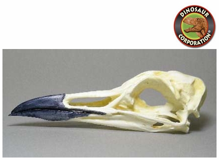 Common Murre Skull
