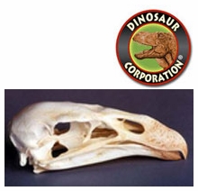 Condor Skull | Dinosaur Corporation