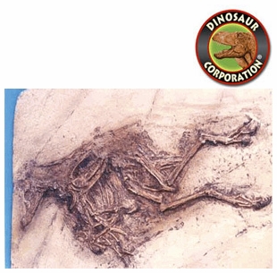 Confuciusornis Fossil