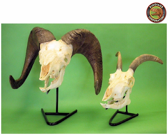 Mountain Sheep Skull