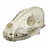 Dhole Skull For Sale | Dinosaur Corporation