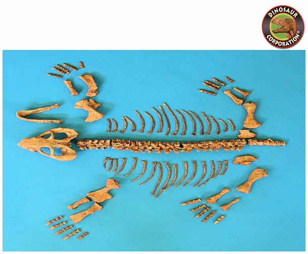 Dicynodont Skeleton DISARTICULATED For Sale | Dinosaur Corporation