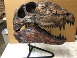Dimetrodon Skull For Sale | Fossil Replica | Dinosaur Corporation