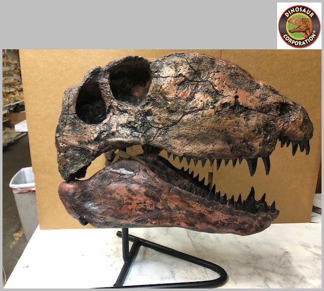 Dimetrodon Skull For Sale | Fossil Replica | Dinosaur Corporation