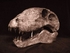 Dimetrodon Skull For Sale | Fossil Replica | Dinosaur Corporation