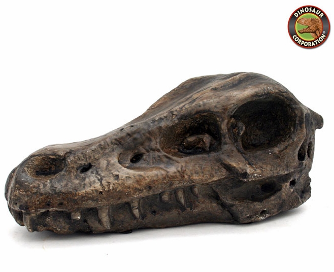 Raptor Skull For Sale | Fossil Replica | Dinosaur Corporation