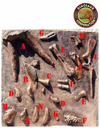 Dino Dig Dinosaurs Fossil Bones Panel