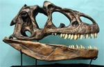 Dinosaur Corporation | Dinosaur Skulls and Skeletons | Fossil Replicas