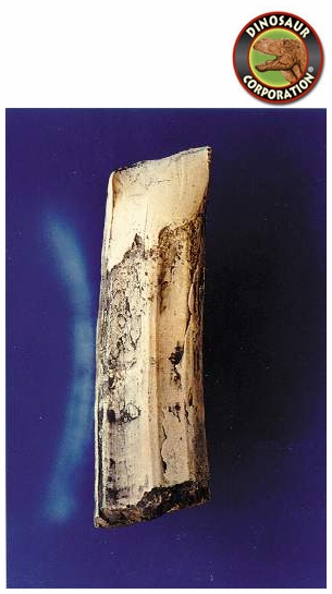 Diprotodon Tooth | Fossil Replica | Dinosaur Corporation