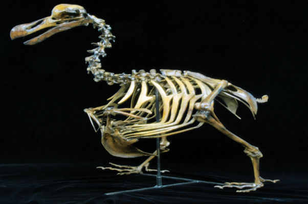 Real Dodo Bird Skeleton