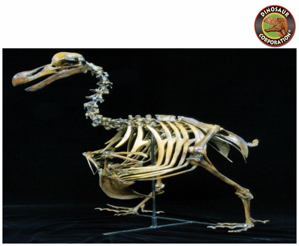 Dodo Bird Skeleton For Sale | Dinosaur Corporation