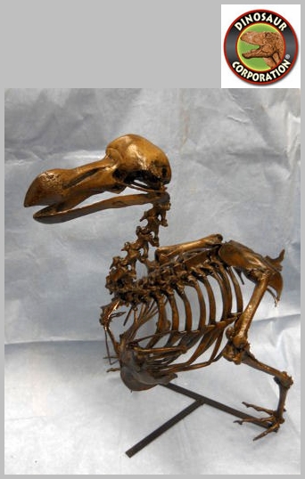 Dodo Bird Skeleton For Sale | Dinosaur Corporation