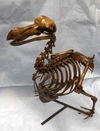 Dodo Bird Skeleton For Sale | Dinosaur Corporation
