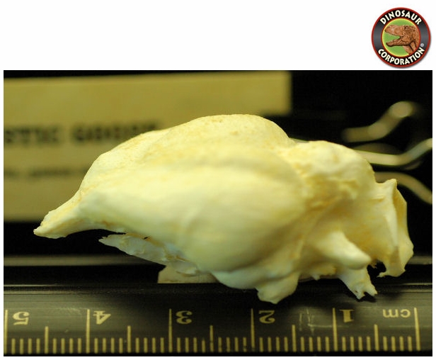 Domestic Goose Brain
