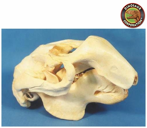 Dugong Skull For Sale | Dinosaur Corporation