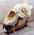California Elephant Seal Skull Bearded Seal Skull