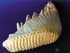 Asian Elephant Tooth For Sale | Dinosaur Corporation