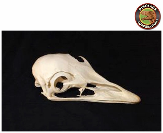 Emu Skull for Sale | Dinosaur Corporation