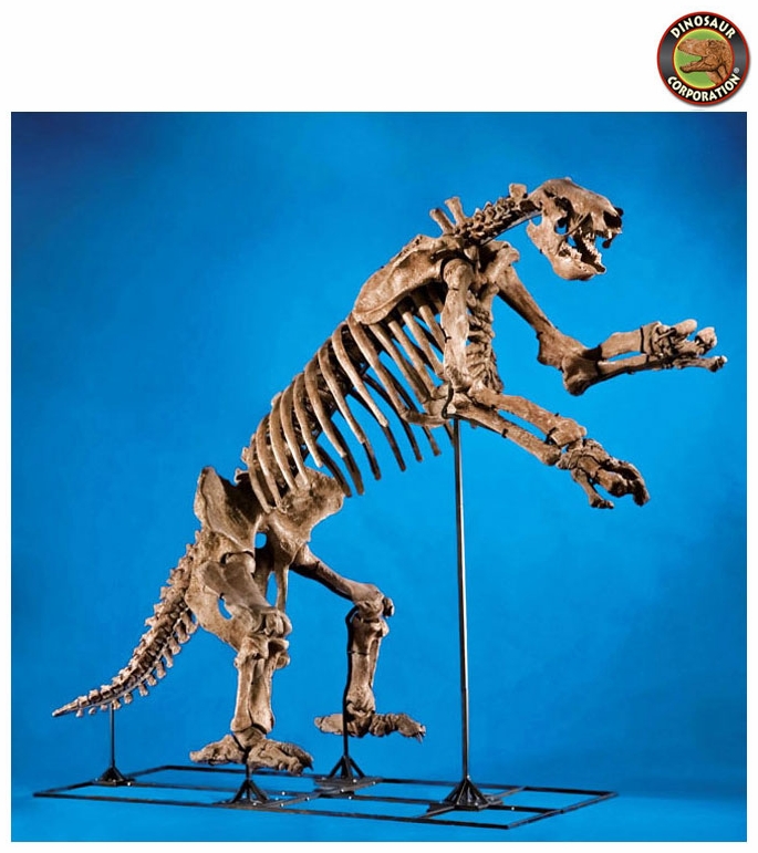 Eremotherium Laurillardi Skeleton Disarticulated For Sale