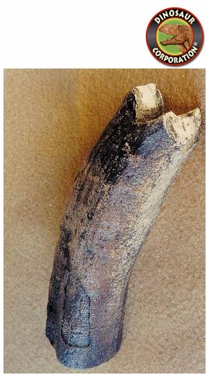 Eremotherium Tooth | Dinosaur Corporation