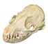 Fennec Fox Skull For Sale | Dinosaur Corporation