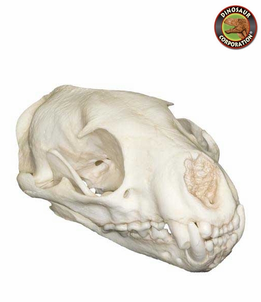 Fossa Skull for Sale | Dinosaur Corporation
