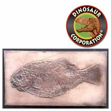 Fossil Fish Replicas For Sale | Dinosaur Corporation