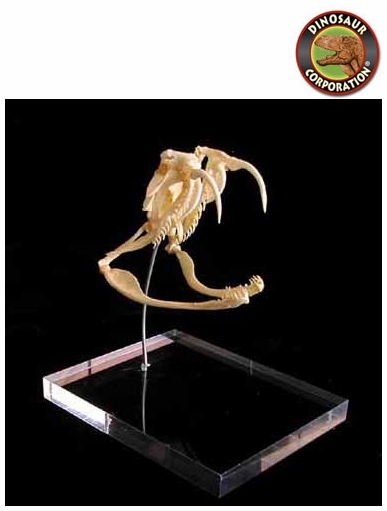 Gaboon Viper Skull