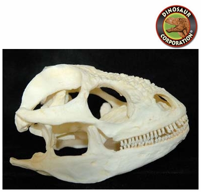 Galapagos Iguana Skull For Sale | Dinosaur Corporation