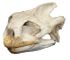 Galapagos Tortoise Skull For Sale | Dinosaur Corporation