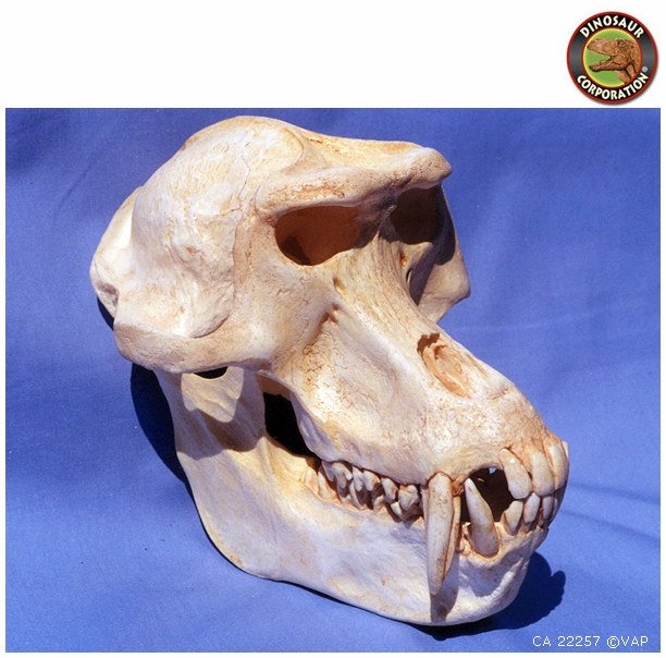Gelada Baboon Skull For Sale | Dinosaur Corporation