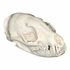 Genet Skull for Sale | Dinosaur Corporation