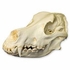 German Shepherd Dog Skull for Sale | Dinosaur Corporation
