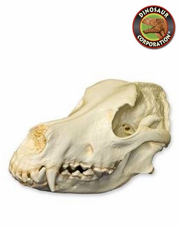 German Shepherd Dog Skull for Sale | Dinosaur Corporation