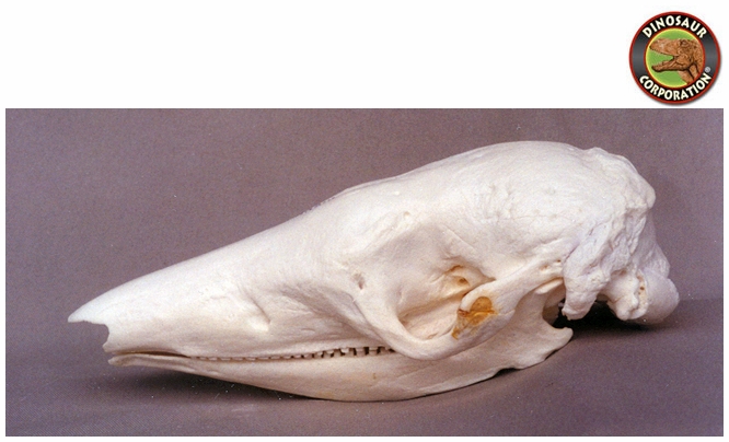 Giant Armadillo Skull For Sale | Dinosaur Corporation