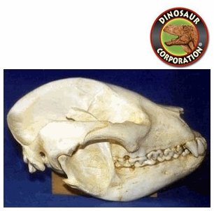 Giant Panda Skull Female For Sale | Dinosaur Corporation